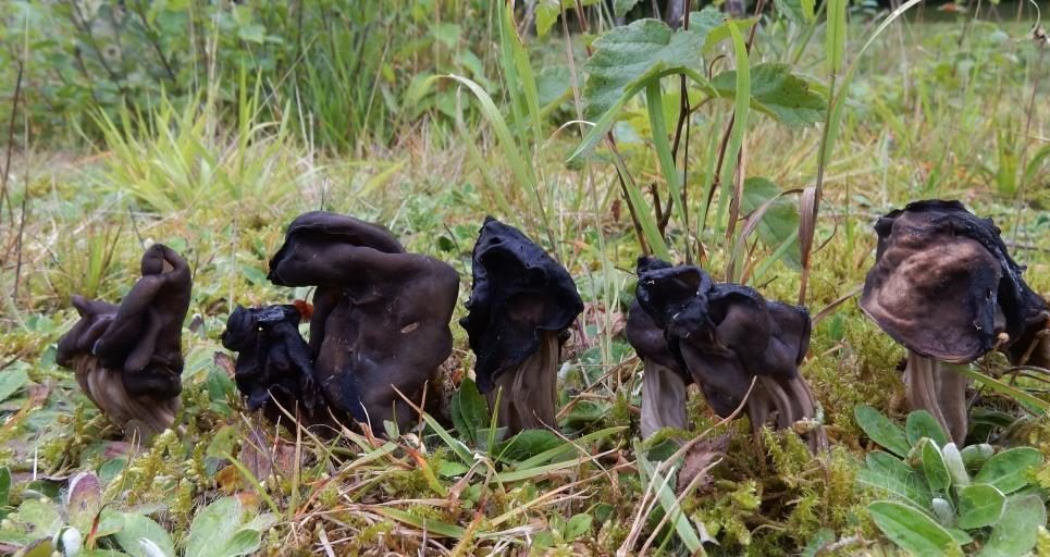 Activiteiten | Paddenstoelenwerkgroep Drenthe